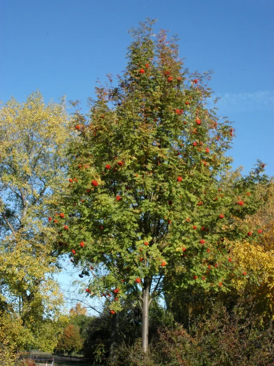 Sorbus aucuparia | Gemeine eberesche, Vogelbeere - Van den Berk Baumschulen