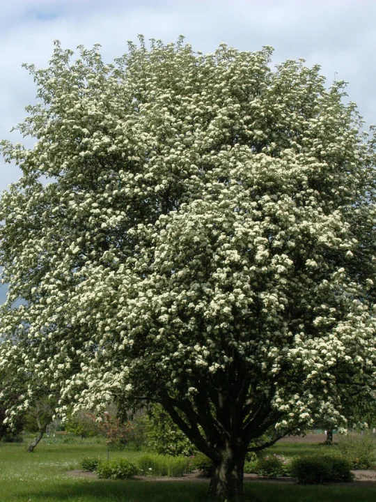 Sorbus intermedia | Schwedische Mehlbeere, Oxelbeere - Van den Berk ...