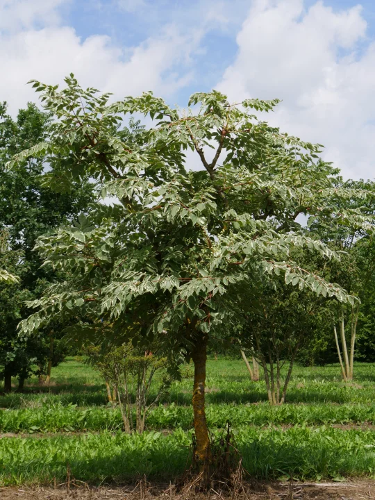 Aralia elata 'Variegata' | Aralia elata 'Variegata' - Van den Berk ...