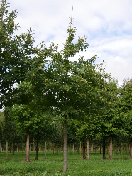 Castanea sativa | Eßkastanie, Edelkastanie, Marone - Van den Berk ...