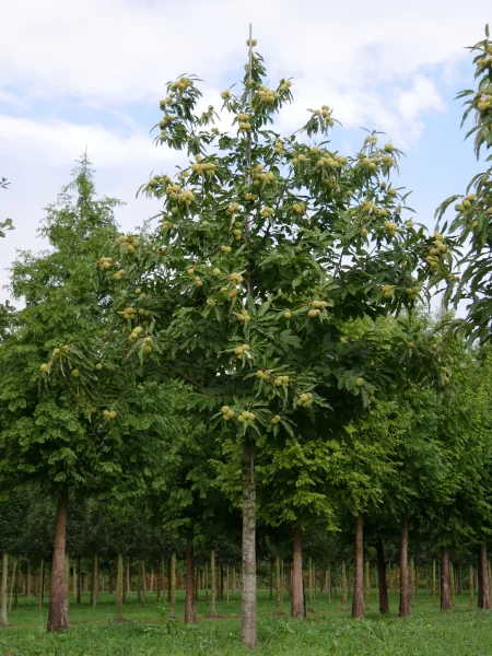 Castanea sativa | Eßkastanie, Edelkastanie, Marone - Van den Berk ...