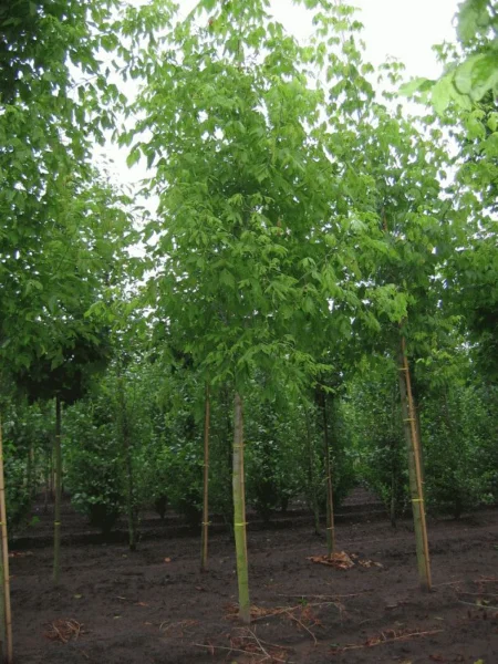Acer negundo | Eschen-Ahorn - Van den Berk Baumschulen