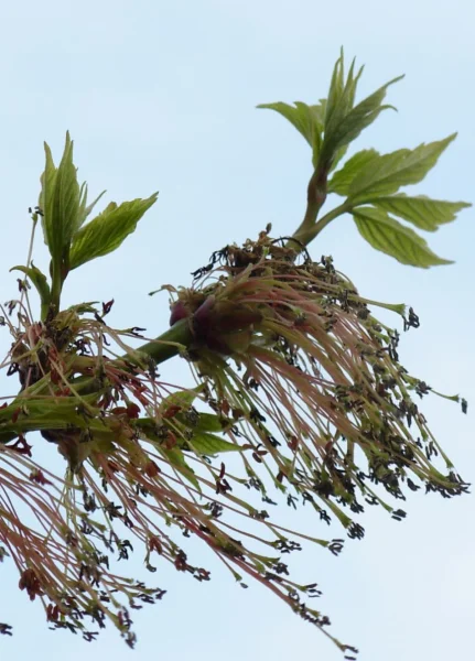 Acer negundo | Eschen-Ahorn - Van den Berk Baumschulen