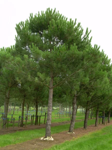 Pinus pinea | Pinus pinea - Van den Berk Baumschulen