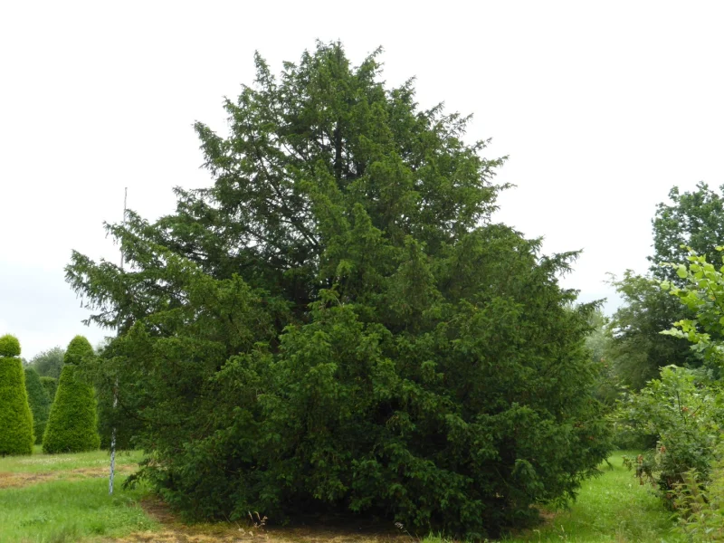 Taxus baccata | Gewöhnliche Eibe - Van den Berk Baumschulen