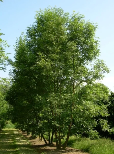 Fraxinus excelsior | Gemeine Esche, Gewöhnliche Esche - Van den Berk ...