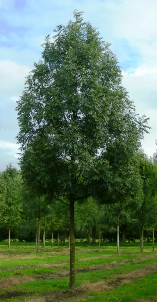 Fraxinus excelsior | Gemeine Esche, Gewöhnliche Esche - Van den Berk ...