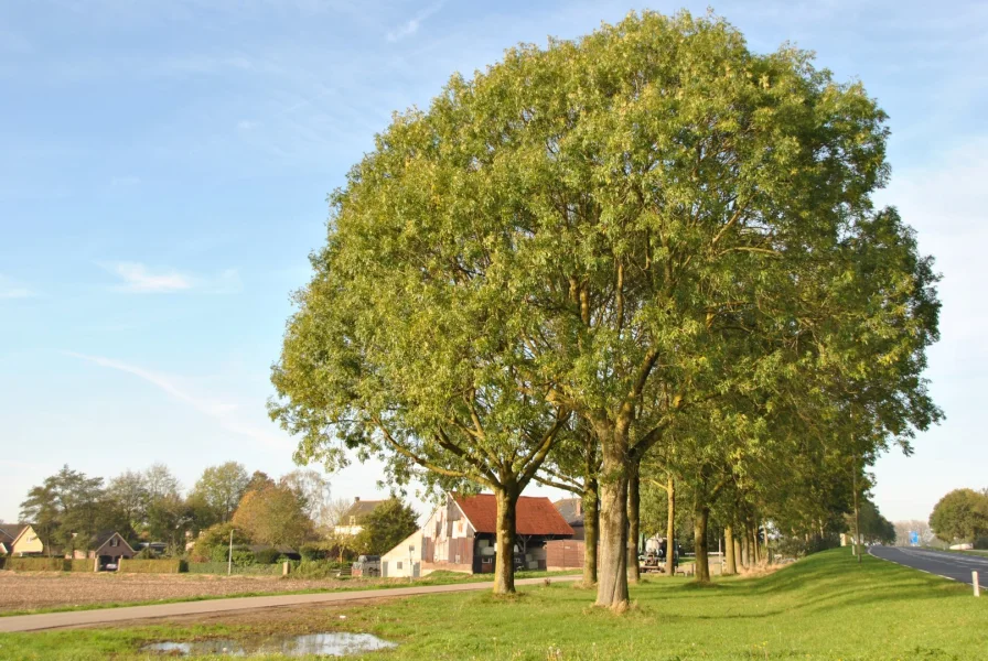 Fraxinus excelsior | Gemeine Esche, Gewöhnliche Esche - Van den Berk ...