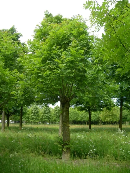 Fraxinus excelsior | Gemeine Esche, Gewöhnliche Esche - Van den Berk ...