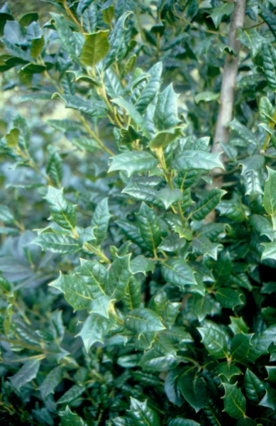 Ilex 'Nellie R. Stevens' | Ilex 'Nellie R. Stevens' - Van den Berk ...