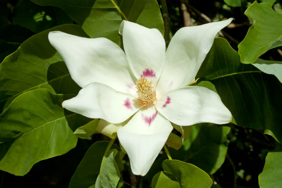 Magnolia denudata | Yulan-Magnolie - Van den Berk Baumschulen