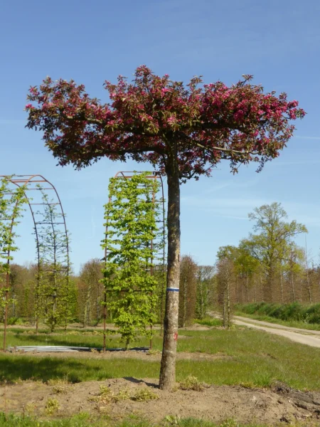 Malus 'Hopa' | Malus 'Hopa' - Van den Berk Baumschulen