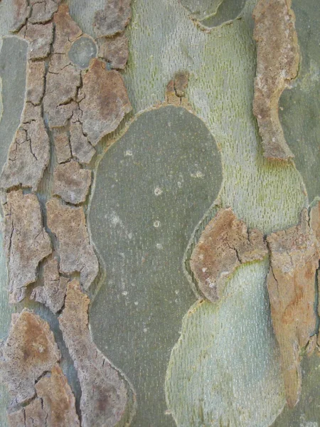 Platanus ×hispanica | Ahornblättrige Platane - Van den Berk Baumschulen