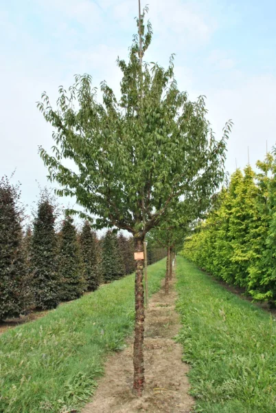 Prunus serrula | Mahagoni-Kirsche, Tibetanische Berg-Kirsche - Van den ...