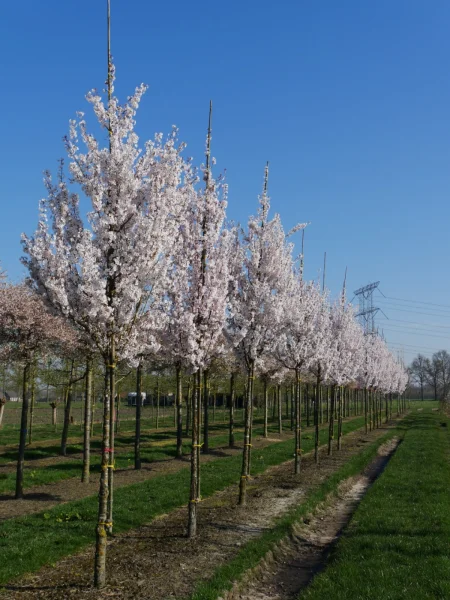 Prunus 'The Bride' | Prunus 'The Bride' - Van den Berk Baumschulen