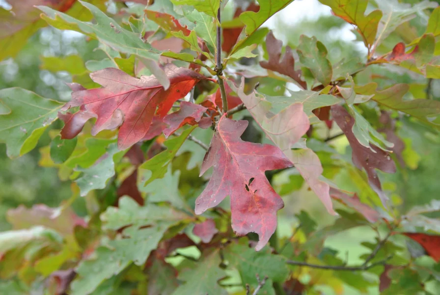 Quercus alba | Weiß-Eiche, Amerikanische Weiß-Eiche - Van den Berk ...