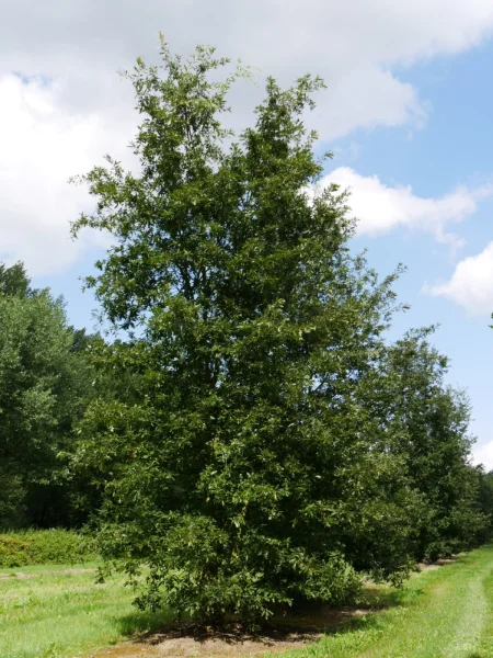 Quercus cerris | Zerr Eiche, Türkische Eiche - Van den Berk Baumschulen