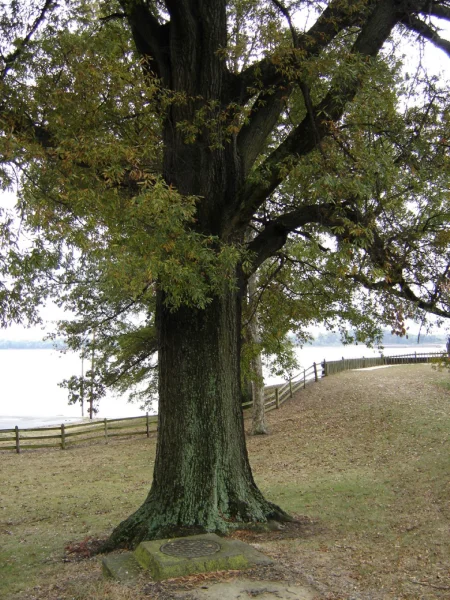 Quercus phellos | Weiden-Eiche - Van den Berk Baumschulen