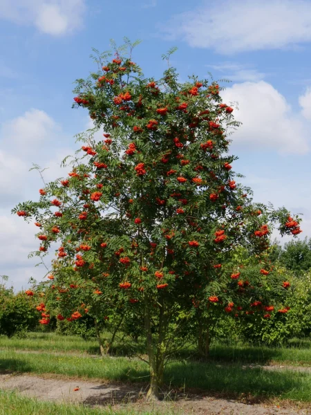Sorbus aucuparia | Gemeine eberesche, Vogelbeere - Van den Berk Baumschulen