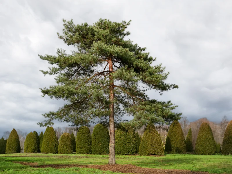 Pinus sylvestris | Gewöhnliche Kiefer, Wald-Kiefer, Föhre - Van den ...
